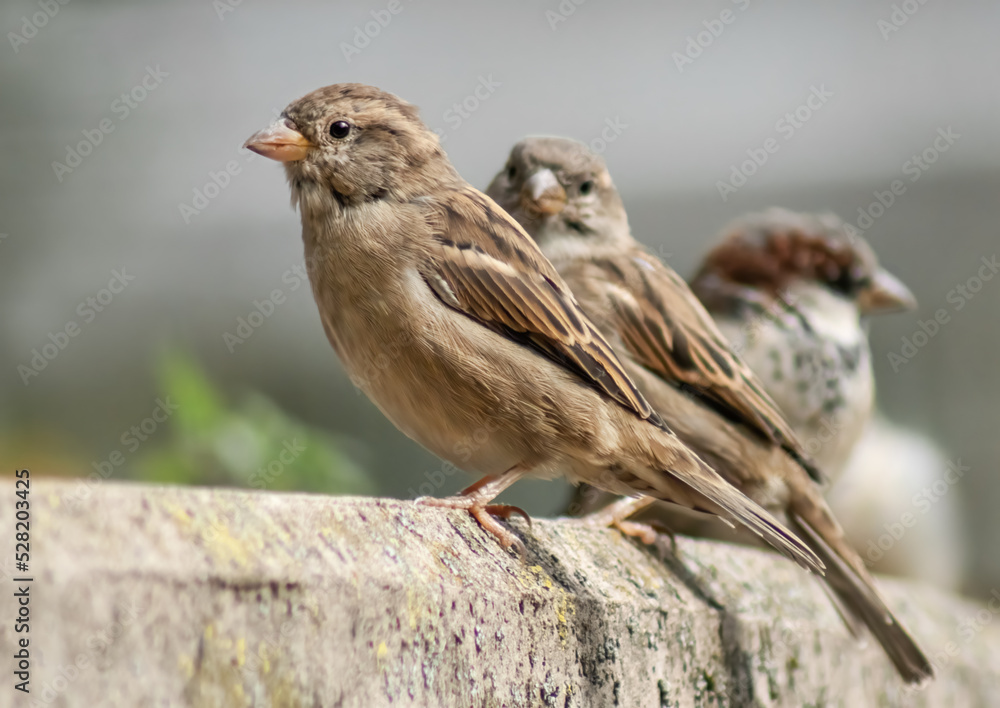 Spatzen auf der Mauer Stock Photo | Adobe Stock