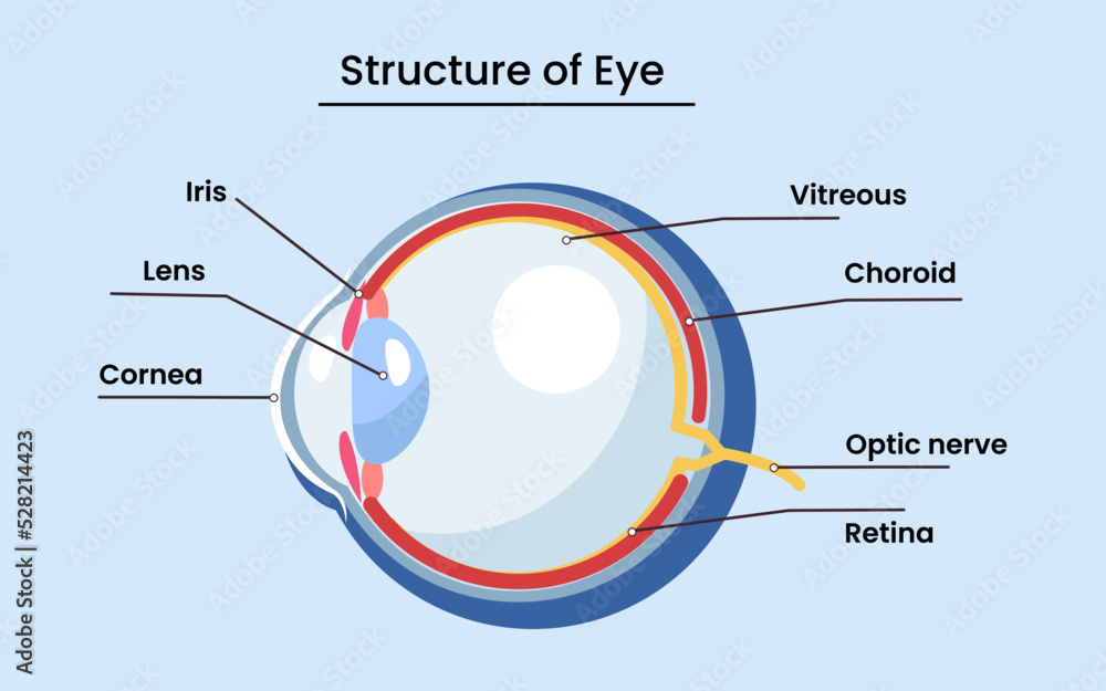 Diagram showing anatomy of human eye isolated on white background ...