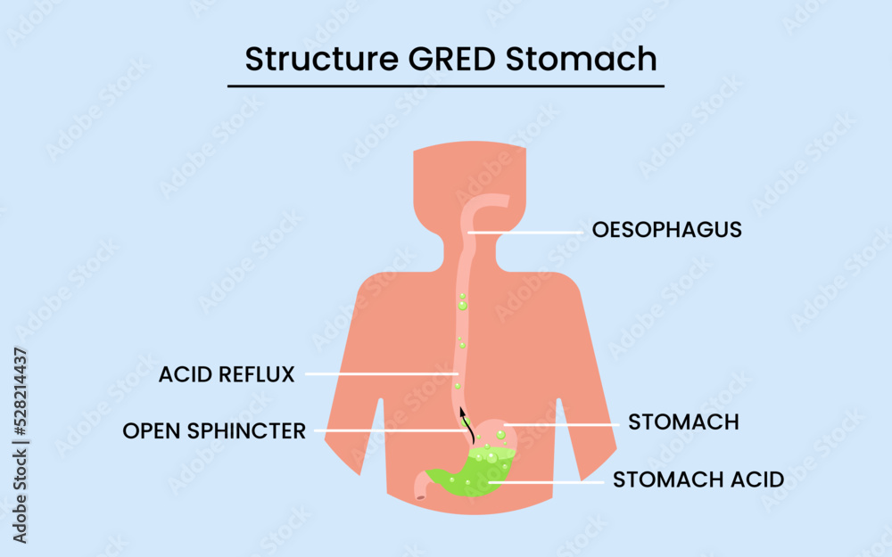 Diagram showing anatomy of human GRED stomach isolated on white ...