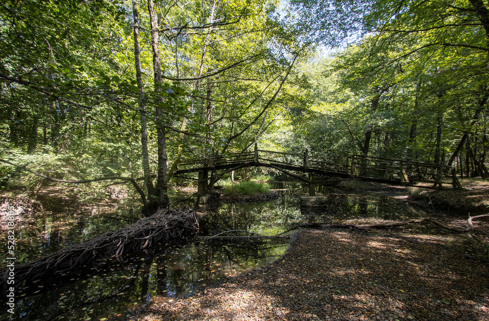 pont de bois ancien sur une rivière en sous bois dans la forêt de chaux ...