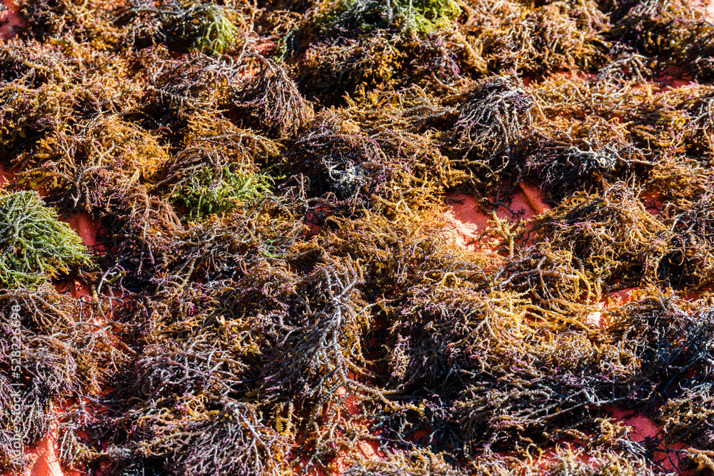 Seaweed drying at the seaweed farm at Zanzibar island Stock Photo ...