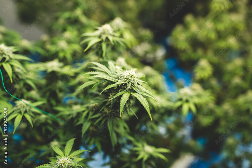 marijuana or ganja plant leaf growth in farm, agriculture crop ...