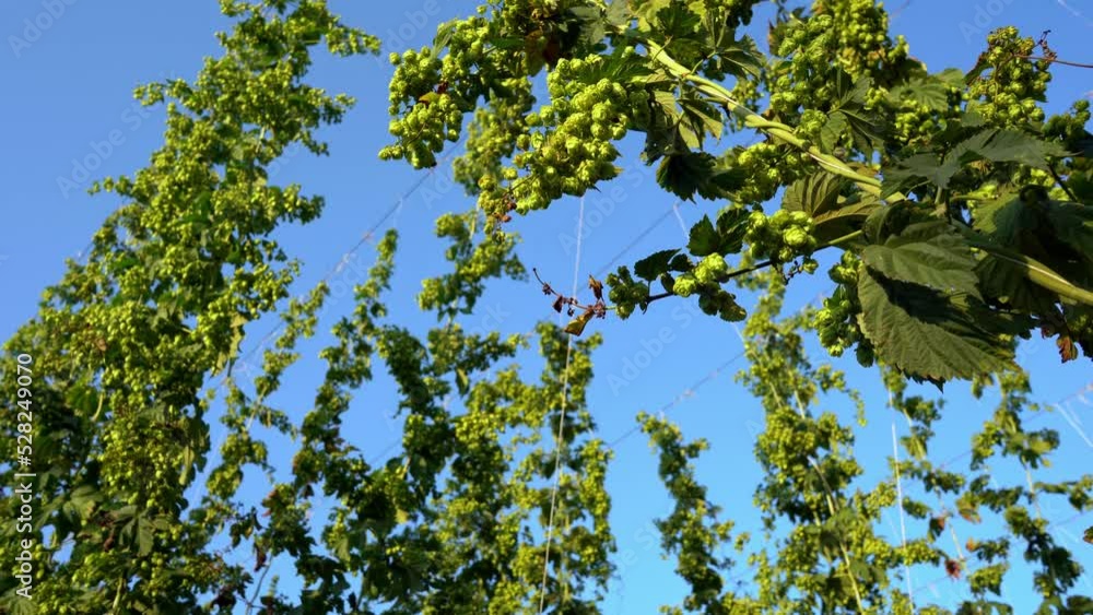 The camera moves slowly up a hanging branch of ripe hops. Rows of ripe ...