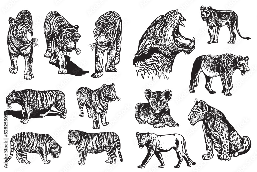 Graphical big set of lions and tigers isolated on white background ...