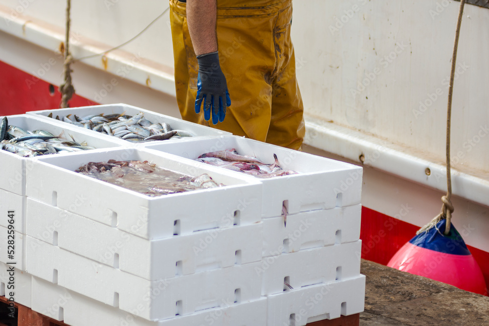 White containers with catch of sea fish, ocean delicacies. Industrial ...