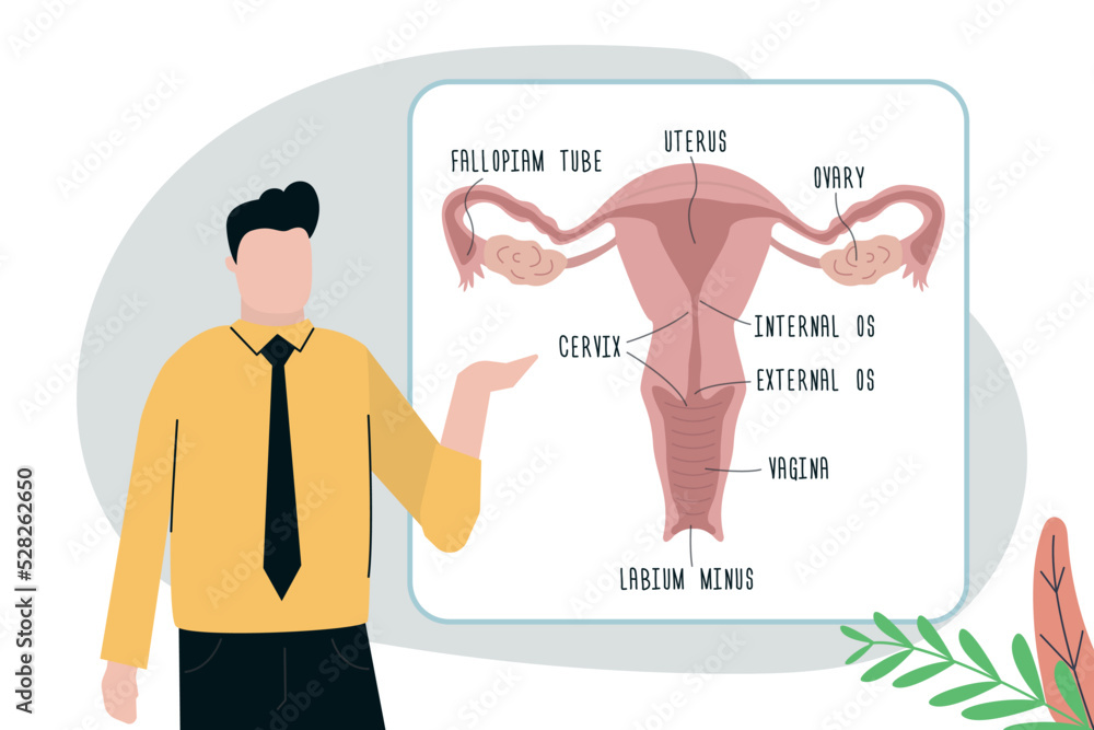 Man Show Structure Of Female Genital Organs Anatomy Of Vagina Uterus