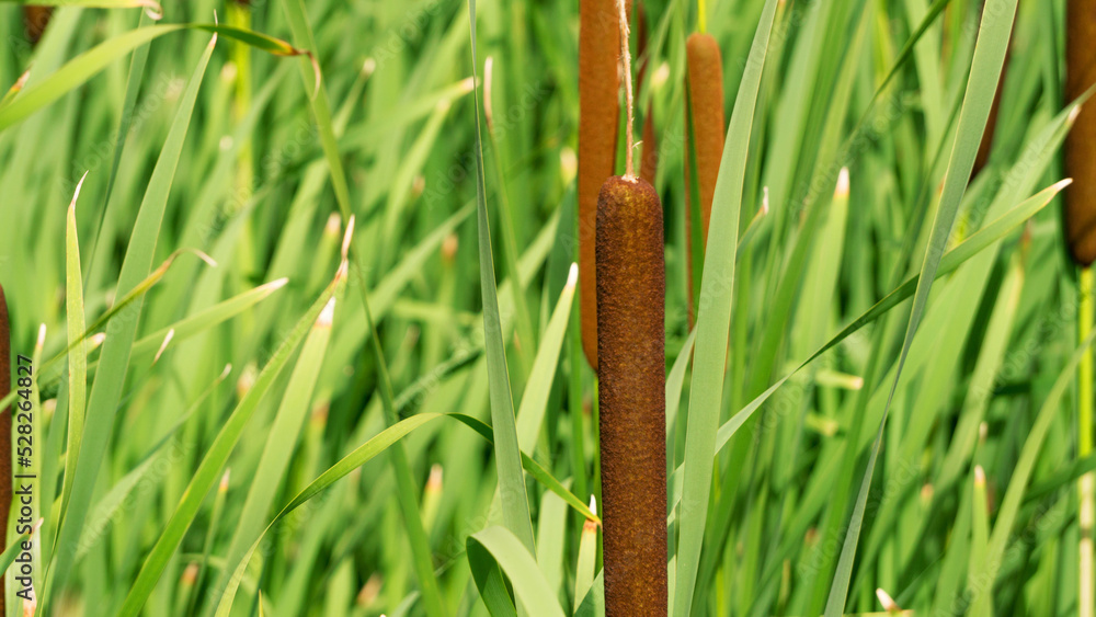 Typha latifolia and green Phragmites australis, Water Common reed close ...