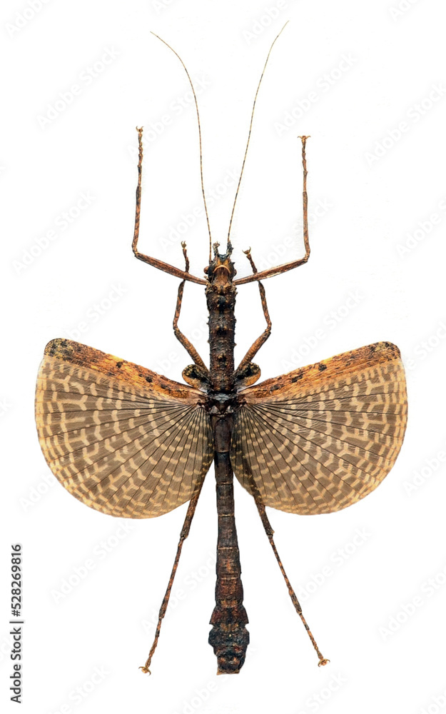 Neoclides musauratus (male) Walking, Flying Stick Insect in White ...