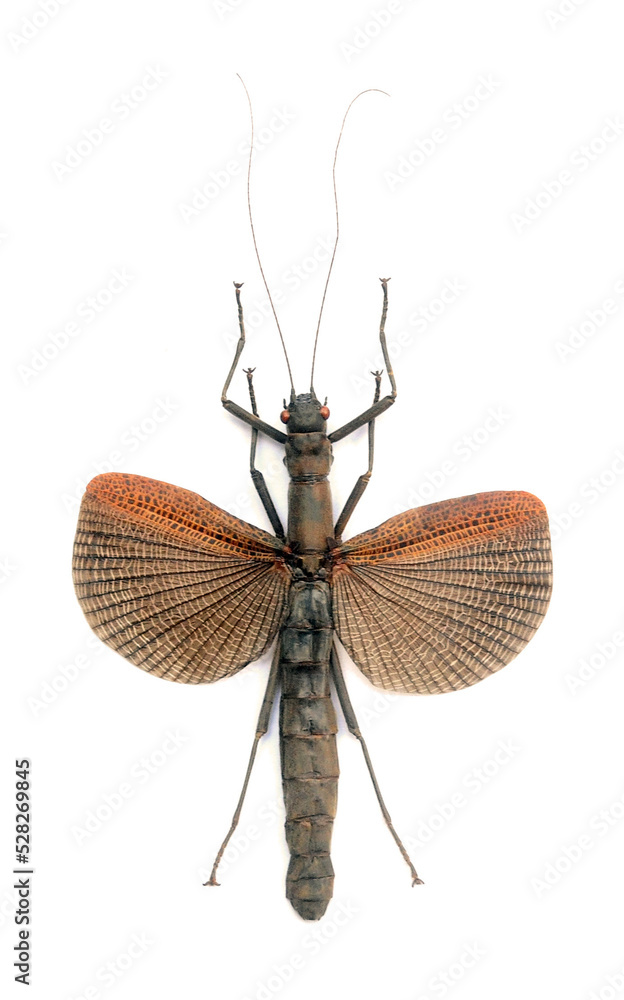 Orthomeria limogesi (female) Walking, Flying Stick Insect in White ...