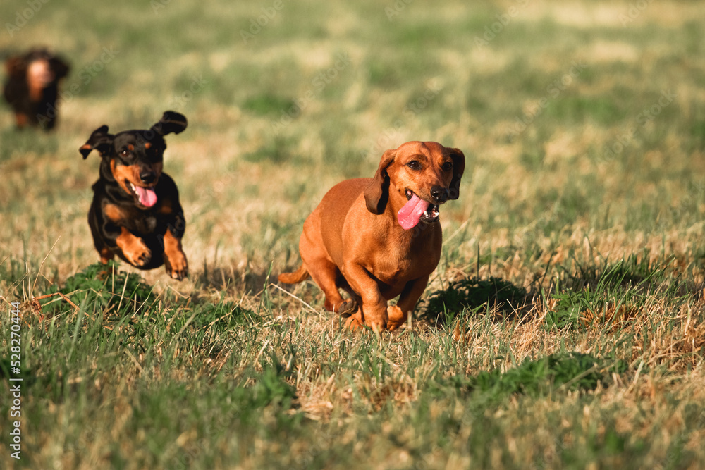 Dackel in der Natur Stock Photo | Adobe Stock