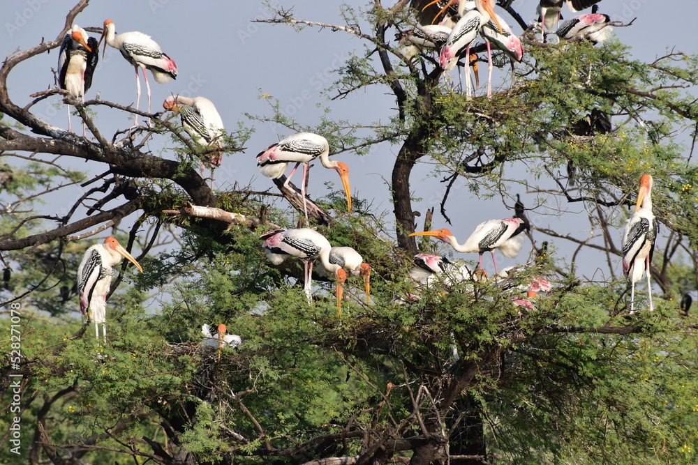 Group of Painted Stork with nest on the top of the tree in Bharatpur Bird Sanctuary in India ...