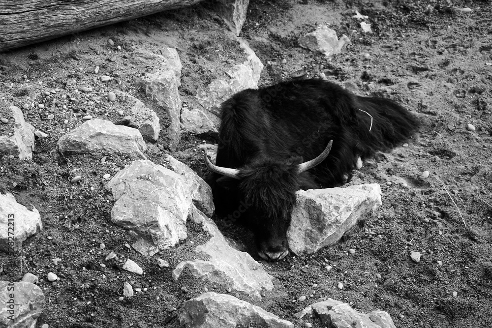 black and white picture of a yak - bison Stock Photo | Adobe Stock