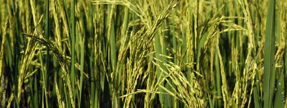 Ear of rice. Close-up to rice seeds in ear of paddy. long format can ...