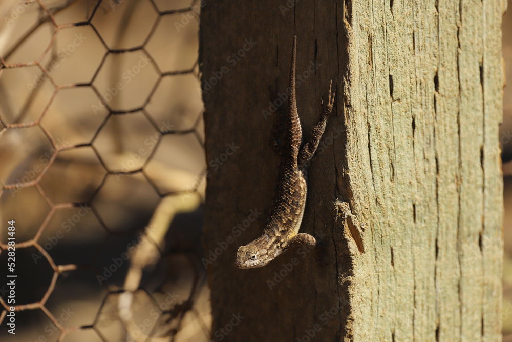 Western Fence Lizard (Sceloporus occidentalis) perches on a fence post ...