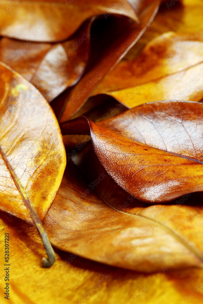 Primo piano di foglie di magnolia con colori dell'autunno Stock Photo ...