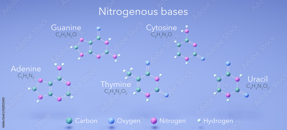 nitrogenous bases, adenine, guanine, cytosine, thymine, uracil ...