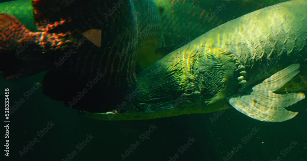 Arapaima gigas or pirarucu fish swimming in pond. It carnivore native ...