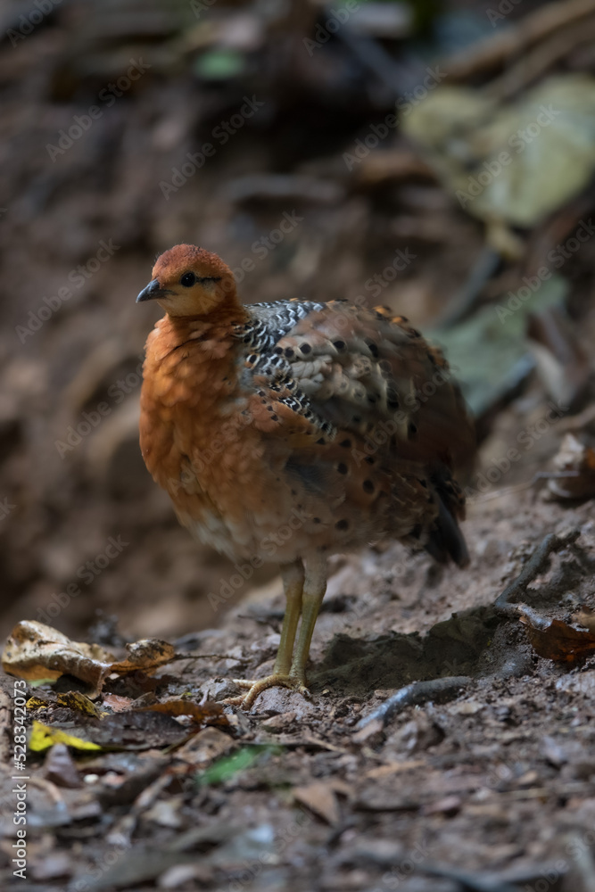 ferruginous partridge (Caloperdix oculeus) The body is orange. The ...