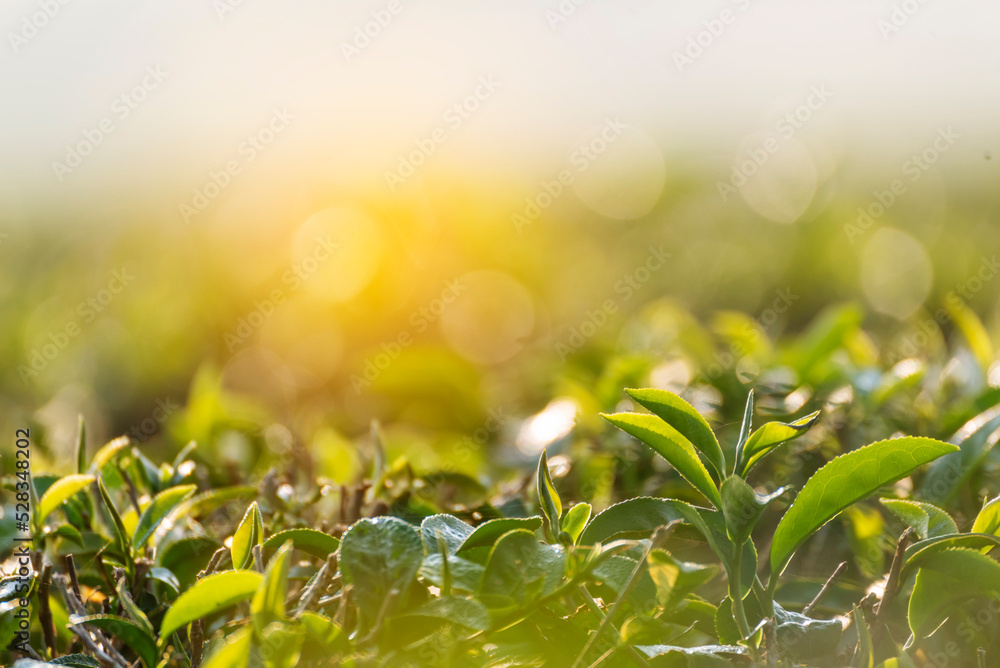 Green tea tree leaves field Fresh young tender bud herbal in farm on ...
