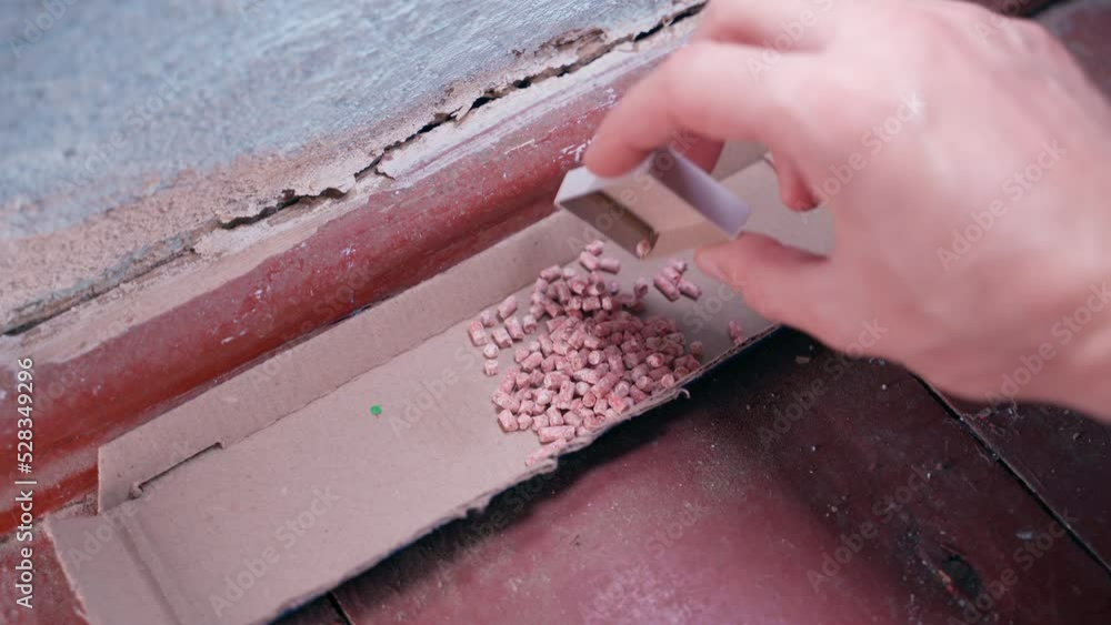 A hand pours pink, granular rodent poison onto cardboard on the wooden ...