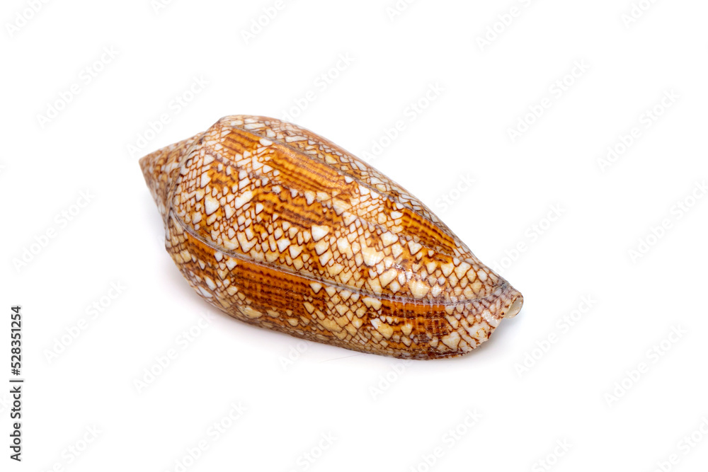Image of conus omaria patonganus sea shell is a species of sea snail, a ...