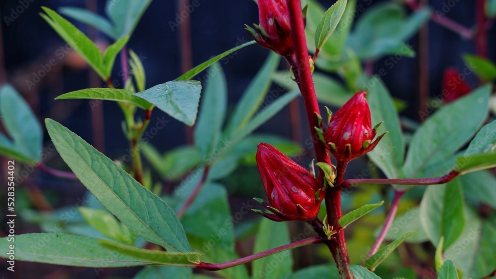 Roselle flower or Hibiscus sabdariffa is a species of flowering plant ...