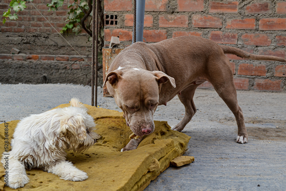 Two dogs of different breeds living together and sharing a bone ...