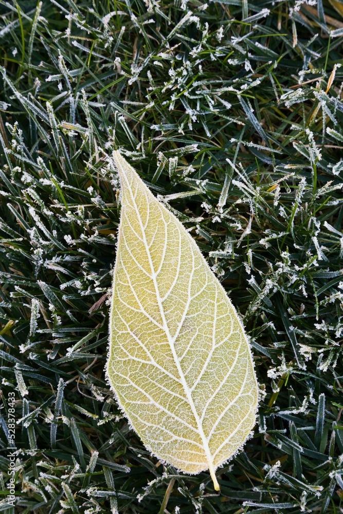 Velvet Ash tree (Fraxinus velutina), leaf covered with early morning ...