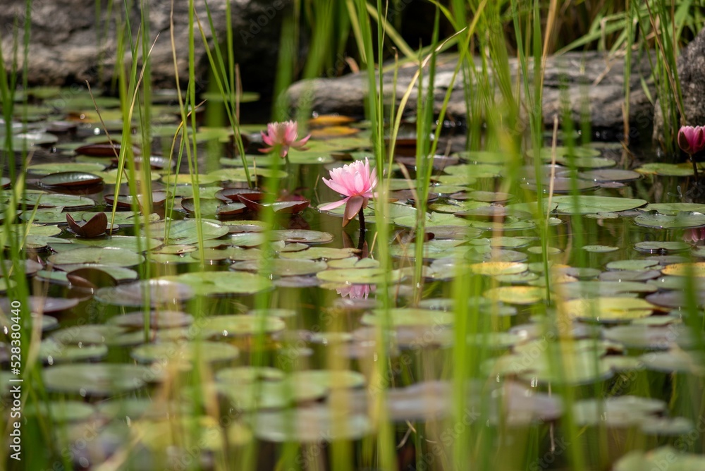 Pond with pink Pygmy water lilies in the water with lily pads and water ...