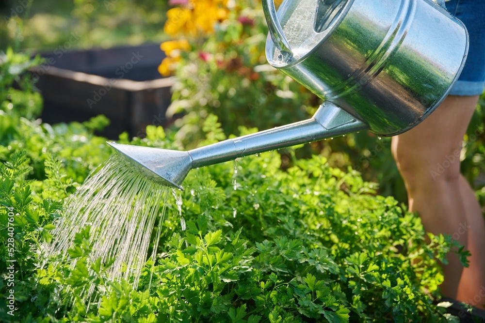 Woman watering a garden bed with watering can Stock Photo | Adobe Stock