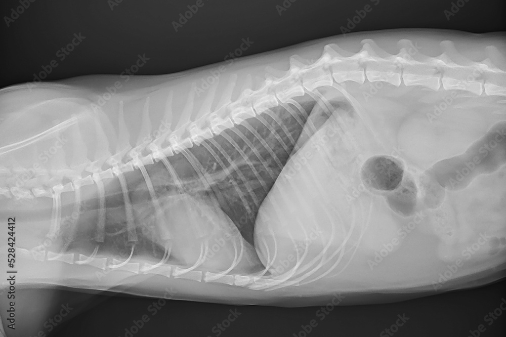 X-ray of the chest and abdomen of a cat with pneumonia. Black and white ...