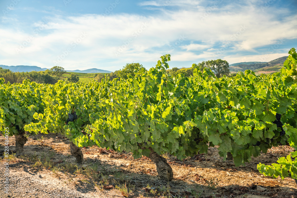 Row of vineyards in a grape estate that produces wine in the Bierzo ...