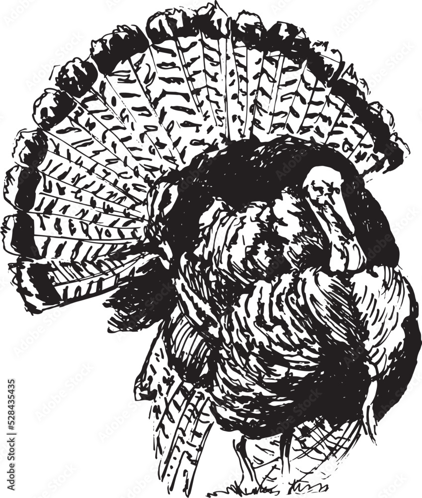 Hand sketch of a turkey. Vector illustration. Stock Vector | Adobe Stock