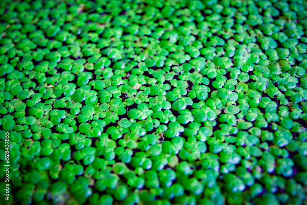 Plants called "Duckweed" grow in water. Stock Photo | Adobe Stock