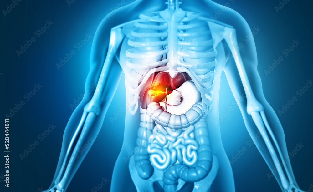 Liver Location In Human Body Picture Liver Kids | Britannica Kids