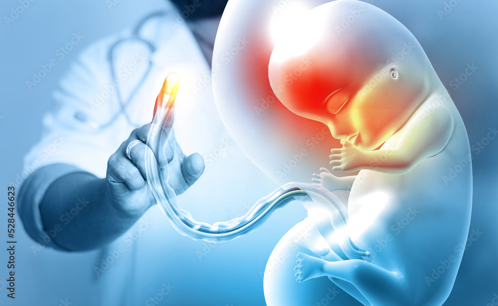 Doctor check and diagnose the human fetus on medical background. 3d ...