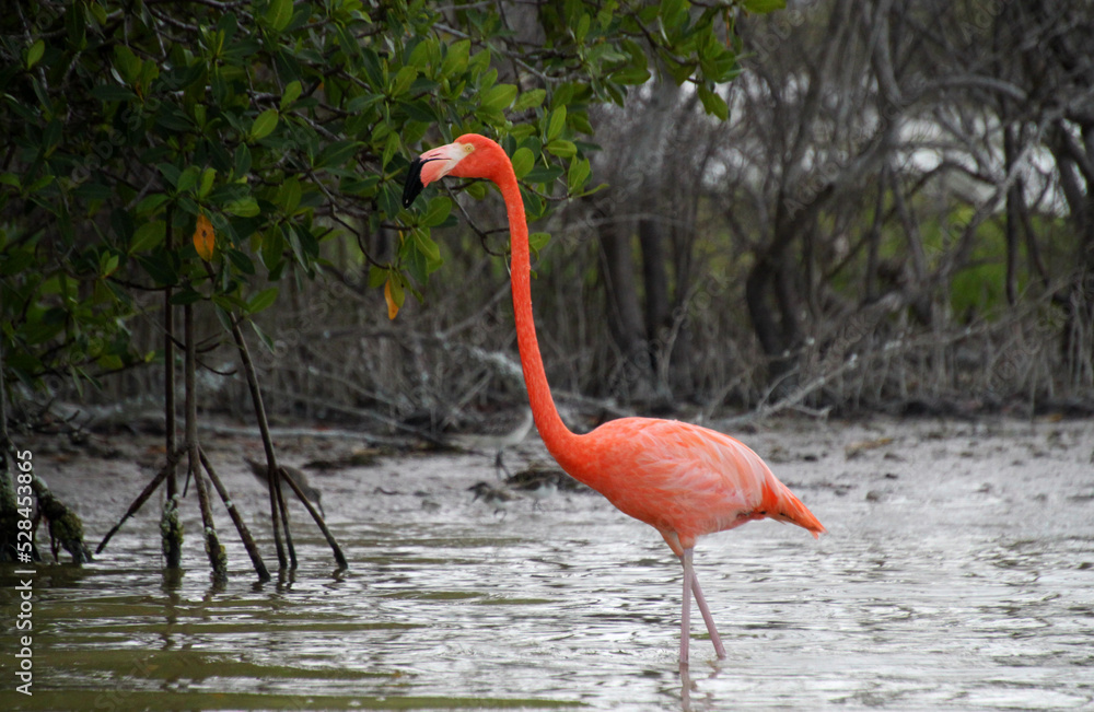 Pink American Flamingos at a lagoon Rio Lagartos River, which is part ...