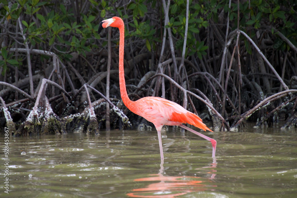 Pink American Flamingos at a lagoon Rio Lagartos River, which is part ...