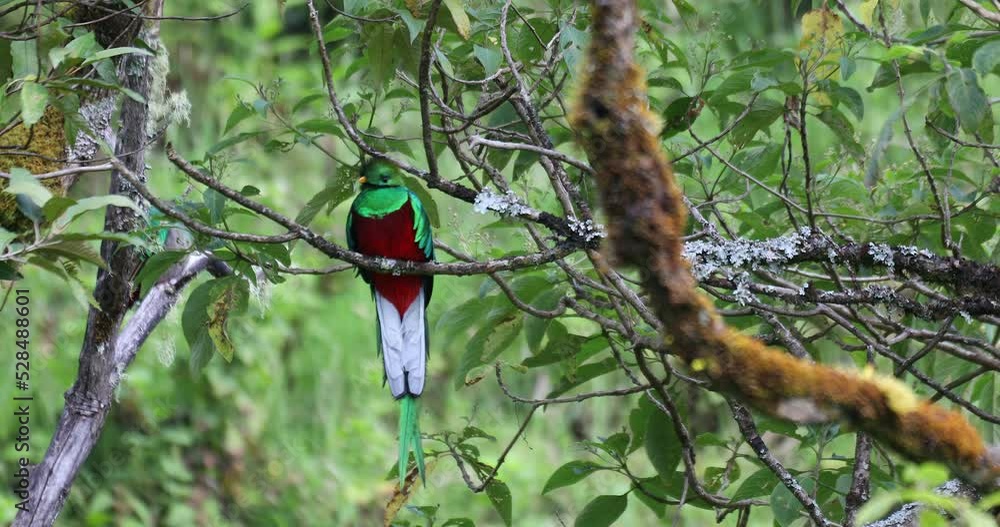 Resplendent quetzal (Pharomachrus mocinno), Guatemalan national bird ...
