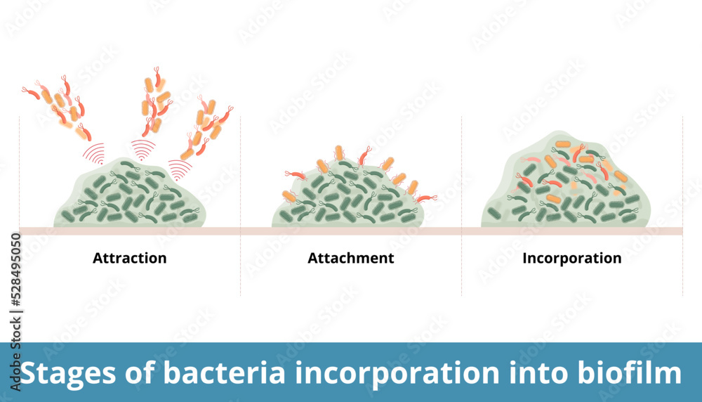 Stages of bacteria incorporation into biofilm. Process of bacteria ...