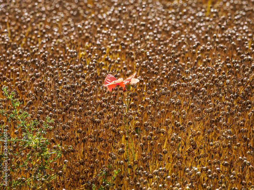 champs de lin à Bouges-le-château dans l'Indre en France foto de Stock ...