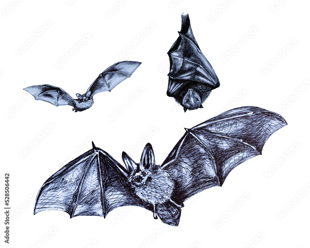 Hand drawing sketch of a bat on transparent background - PNG format ...