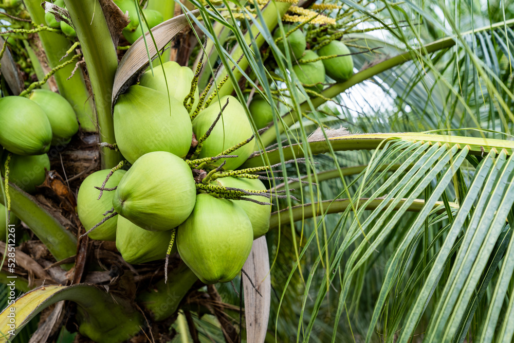 coconut tree, Cocos nucifera is a member of the palm tree family ...