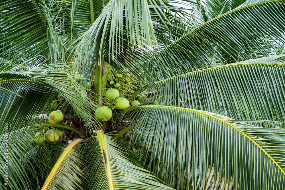 coconut tree, Cocos nucifera is a member of the palm tree family ...