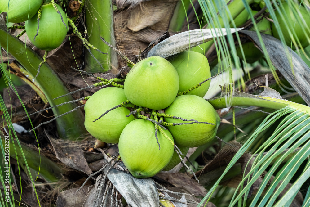 coconut tree, Cocos nucifera is a member of the palm tree family ...