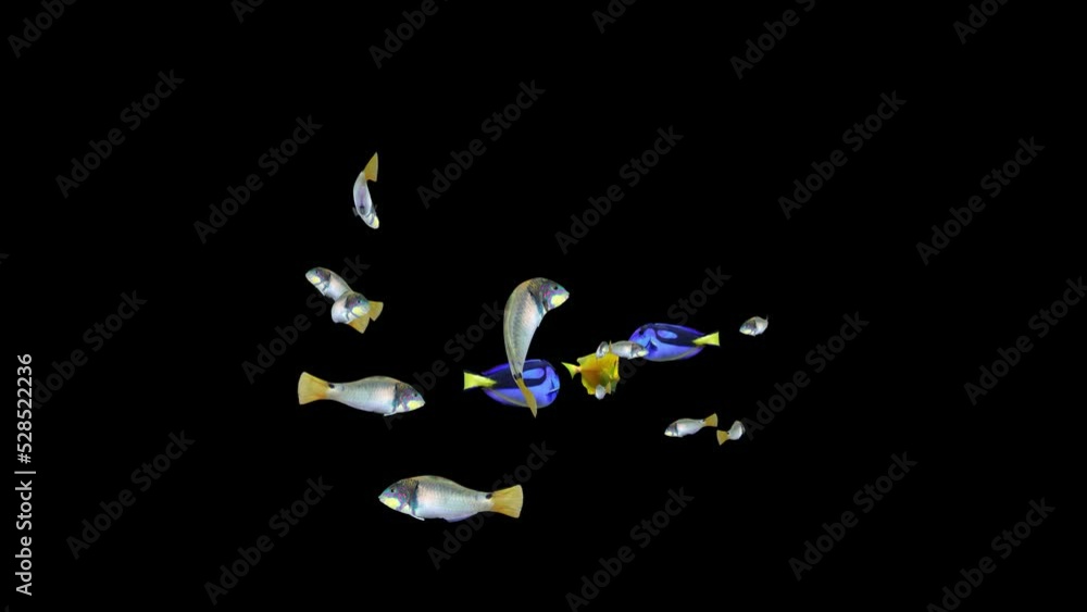 Fish Animation, Fish Swim Green Screen Video, 3D Animation, Underwater ...