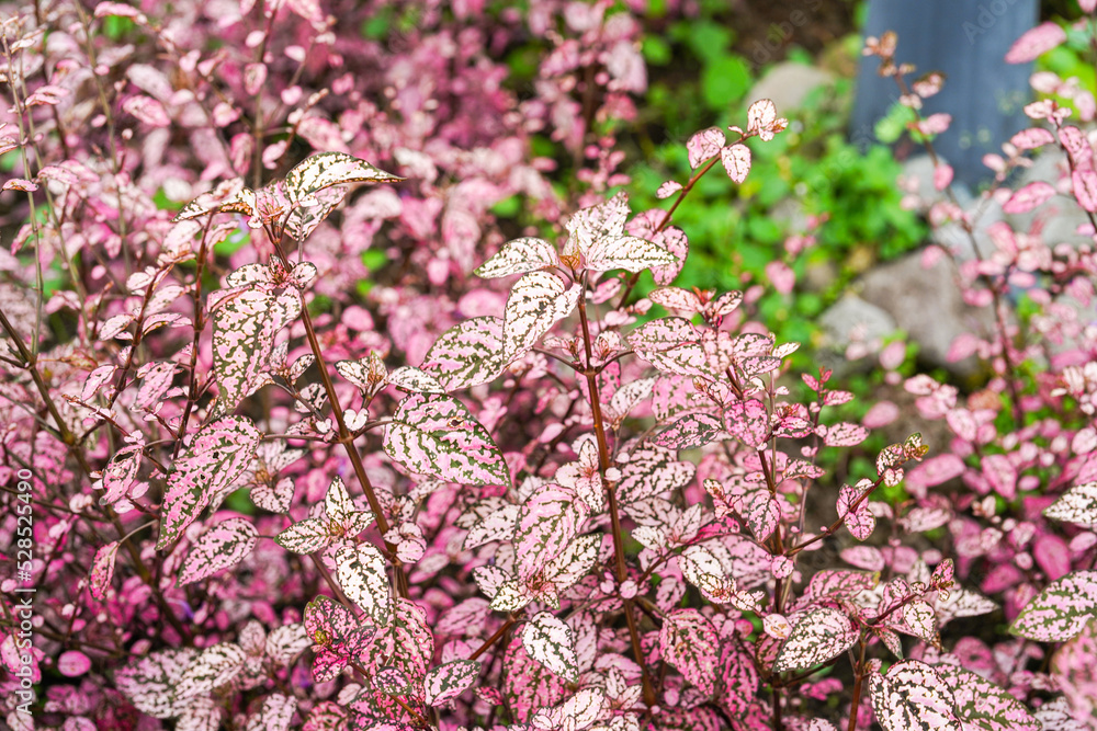 Hypoestes phyllostachya, the polka dot plant, is a species of flowering ...