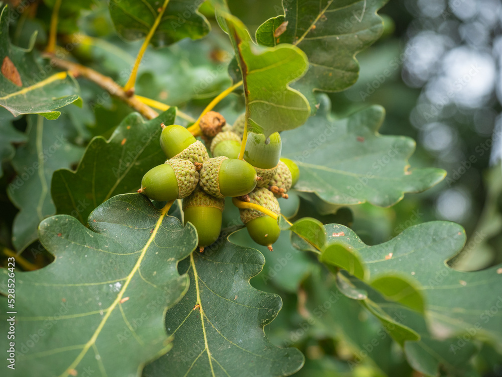 Eiche (Quercus petraea) mit Eicheln an einen kleinen Ast. Stock Photo ...