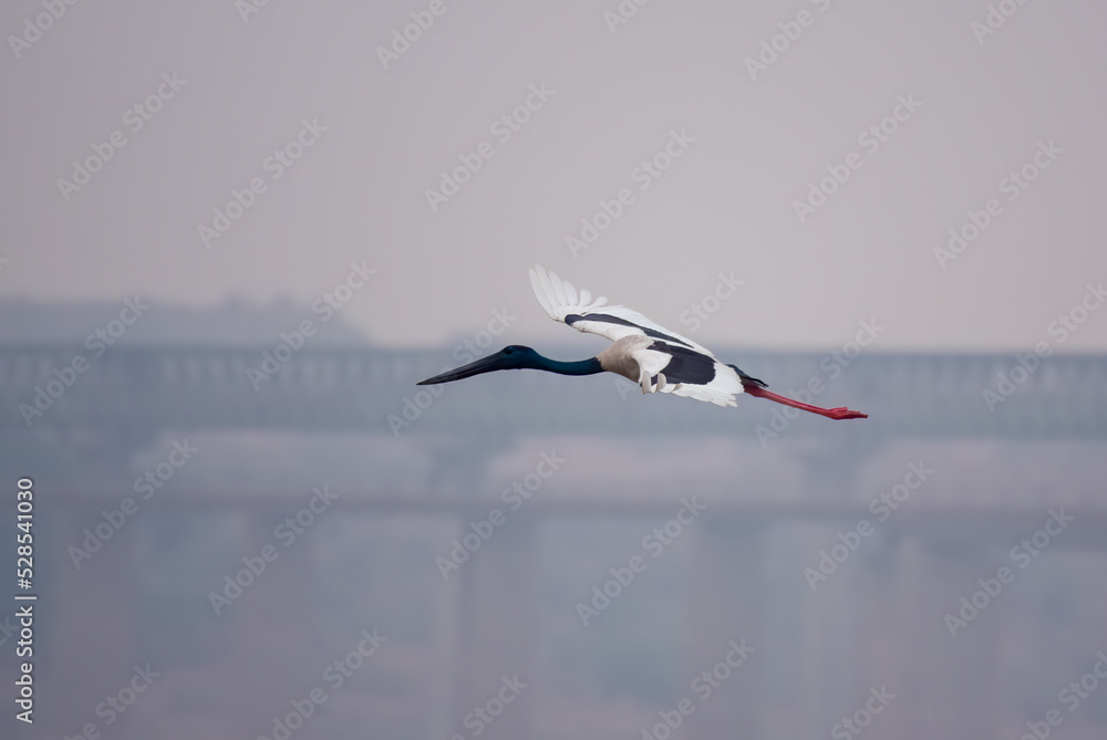 Black-necked stork (Ephippiorhynchus asiaticus), a tall long-necked ...