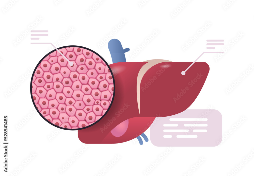 detailed explanation anatomical liver structure human body internal ...